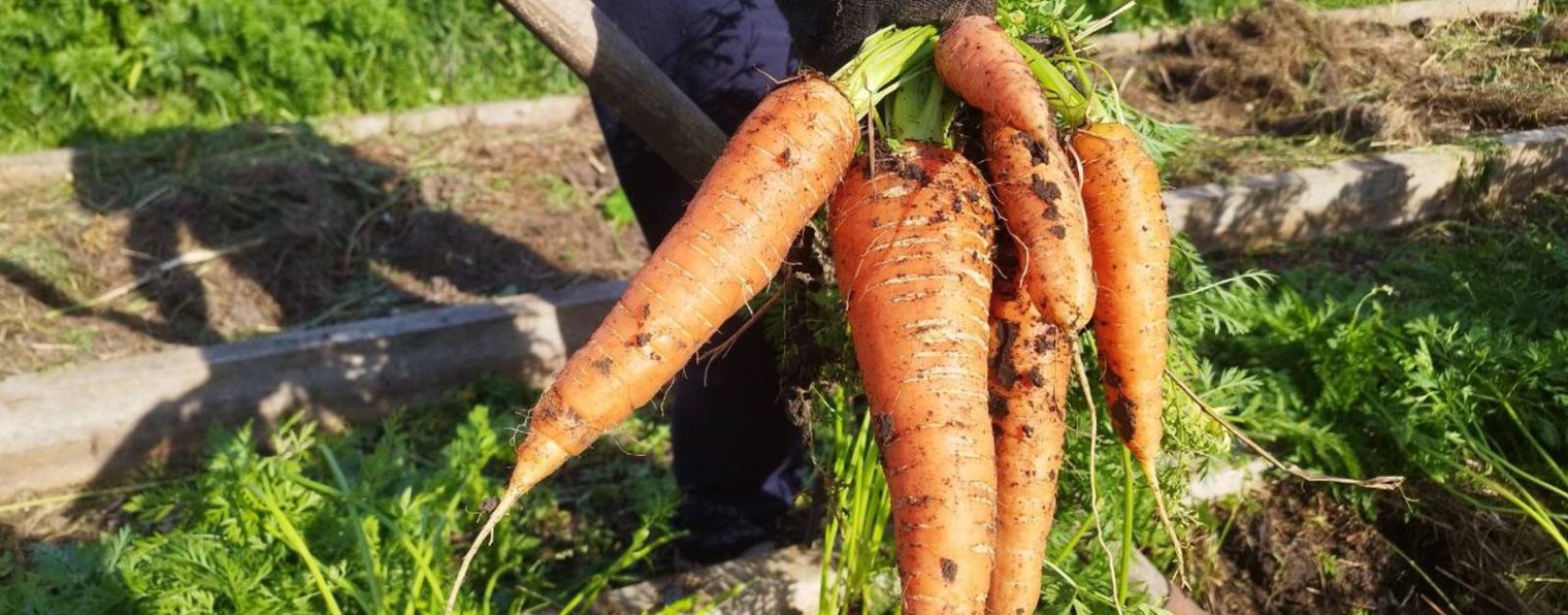 Огородные хитрости