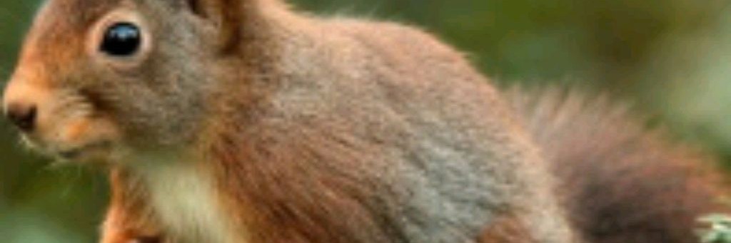 Юный Охотник и Рыболов