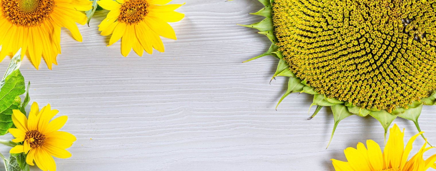 ЗАО "ДЕМЕТРА"