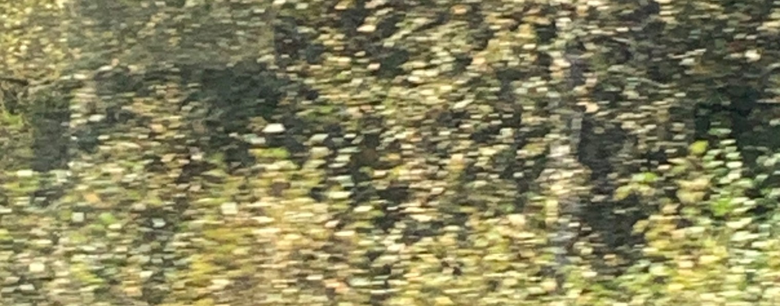 💚🐓Светоман🐓🧡