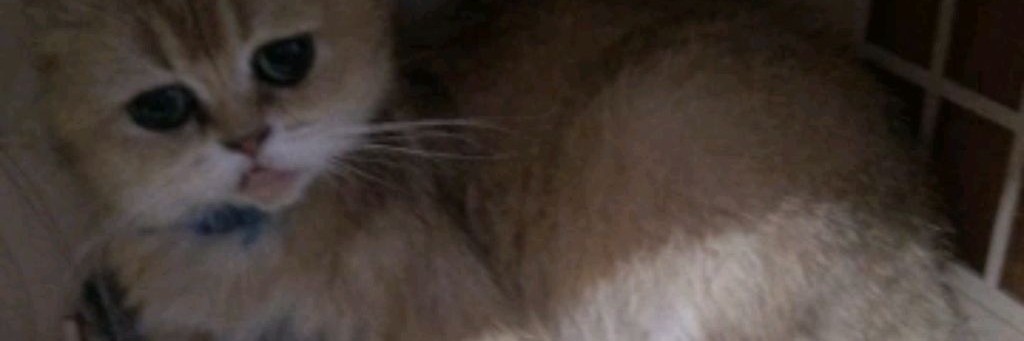 Кто Шарит За Форсакен-русакен Сюда