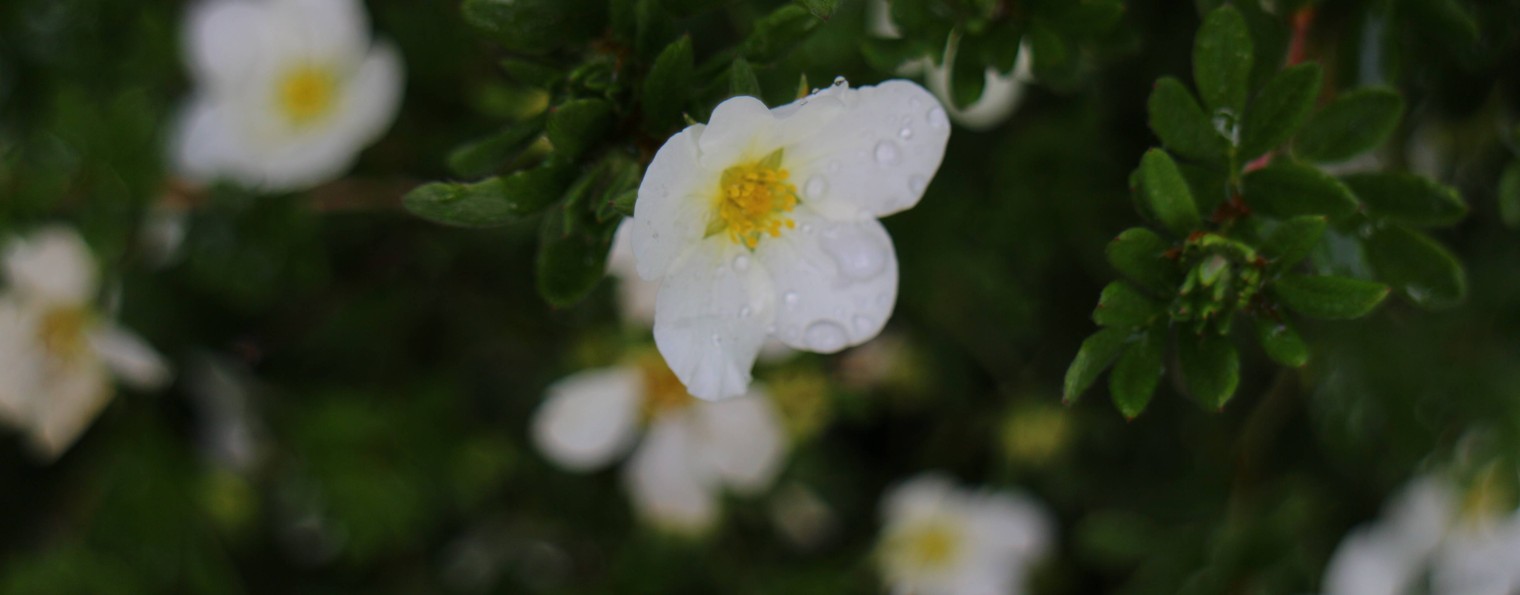 Весёлые деньки