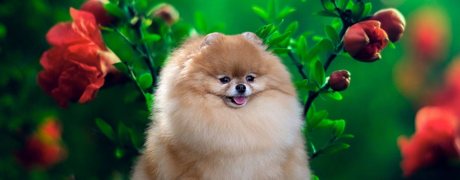 Кожаный нос Из Лагуны Грёз.