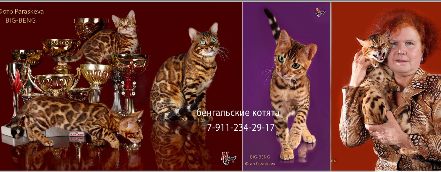бенгальские котята Санкт Петербург