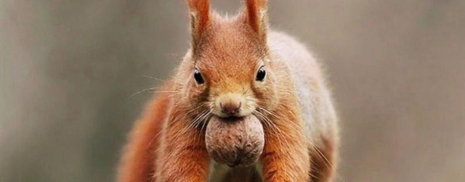 АльфаСамец