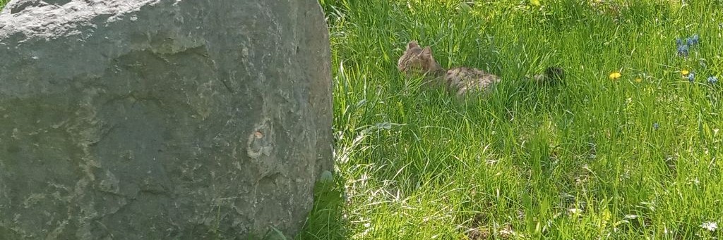 Ночное сияние