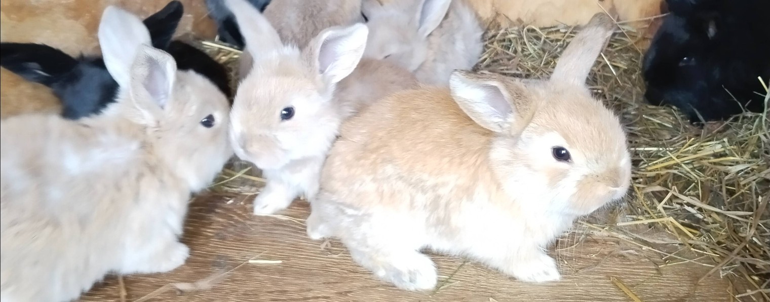 Загородная жизнь.