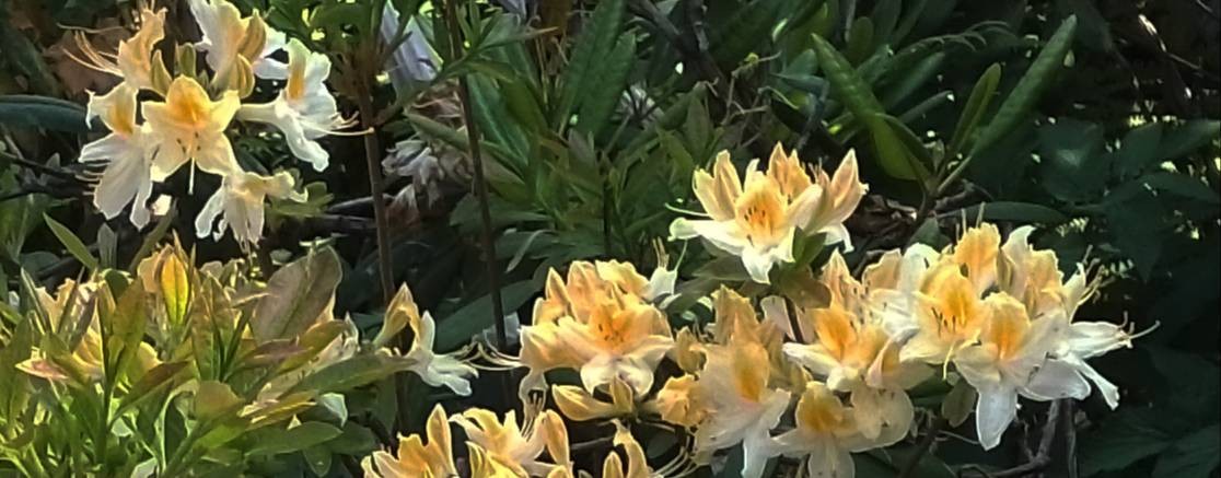 Nadezda-garden channel