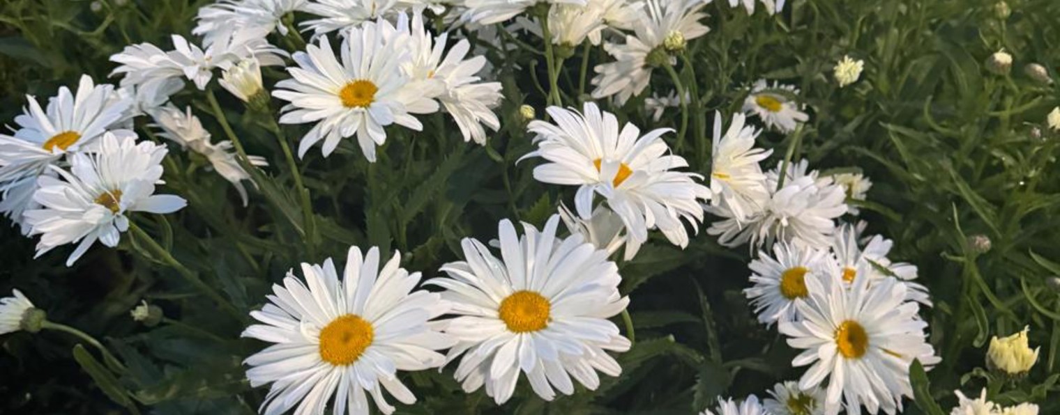 Татьяна Александровна Черкашина: наша математика