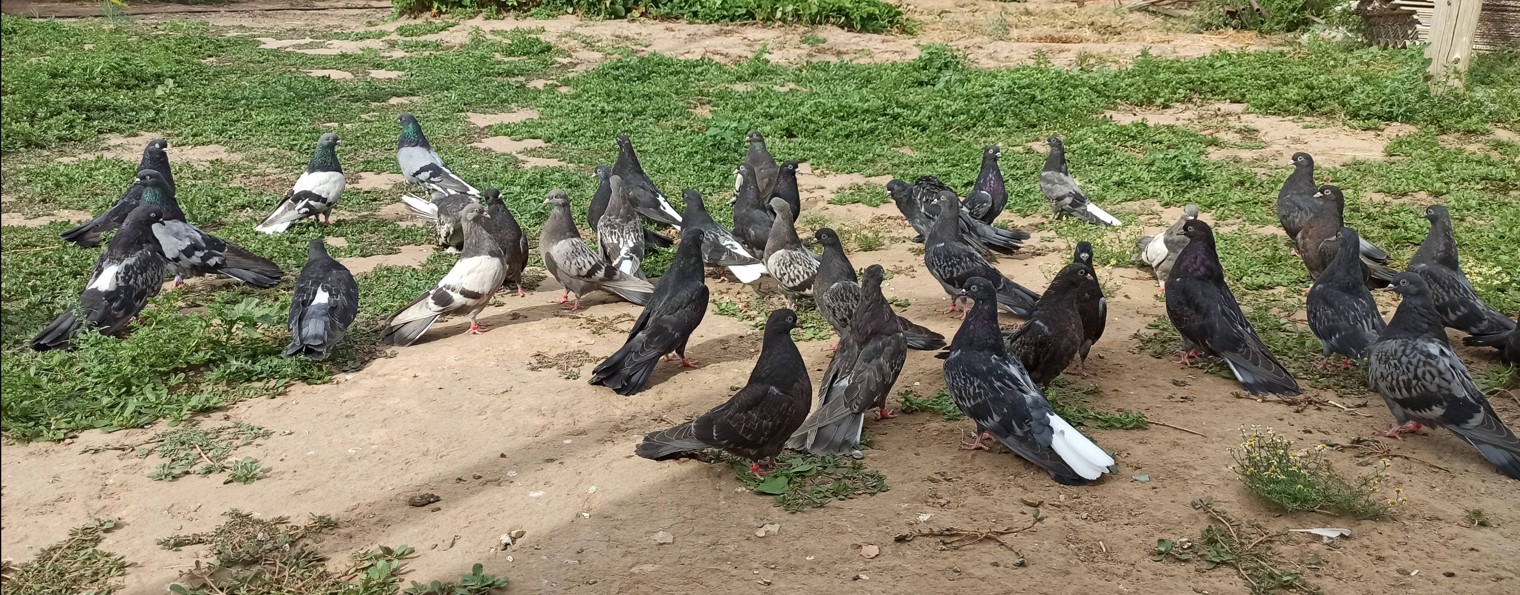 Голуби Астраханской области.Чуманов.В.В.