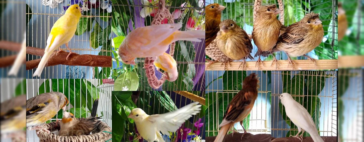 Shafe. Мои любимые канарейки.