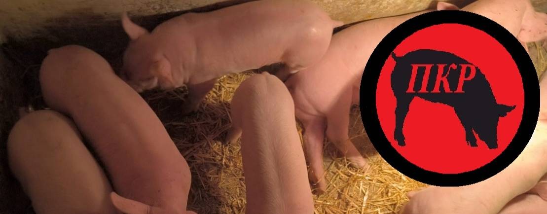 ПОРОСЯТА, КОТОРЫЕ РАСТУТ
