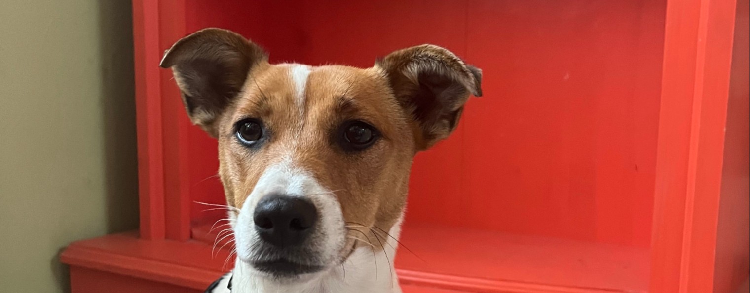 Джек-рассел-терьер Бонни и Клад