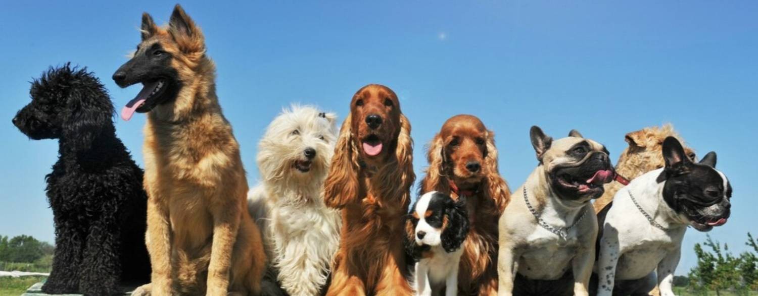 КИНОЛОГИЯ ДЛЯ ВСЕХ