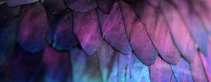 Разбежалась и... полетела!