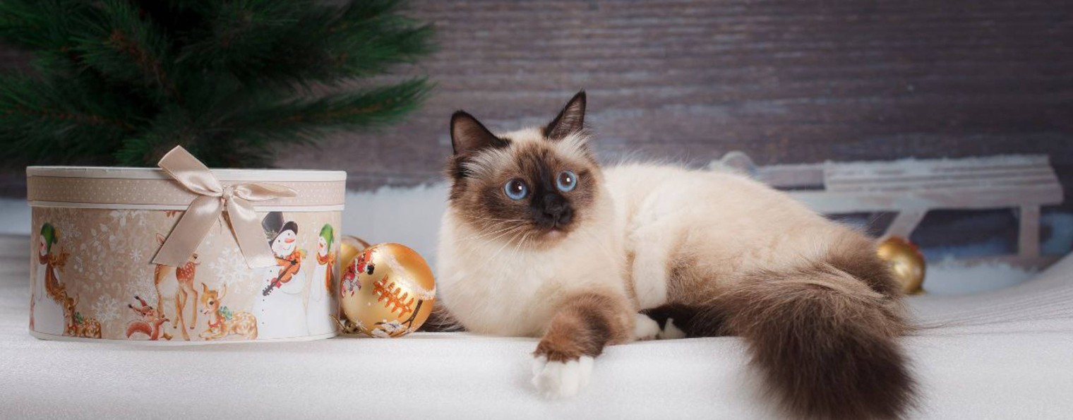 Анжелинка🐈 & другие