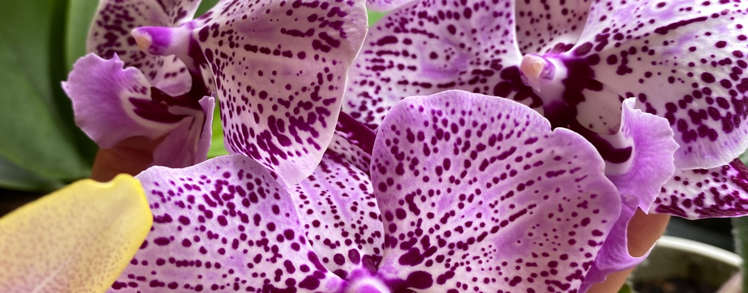 🌺САД ОГОРОД ЦВЕТЫ🌺