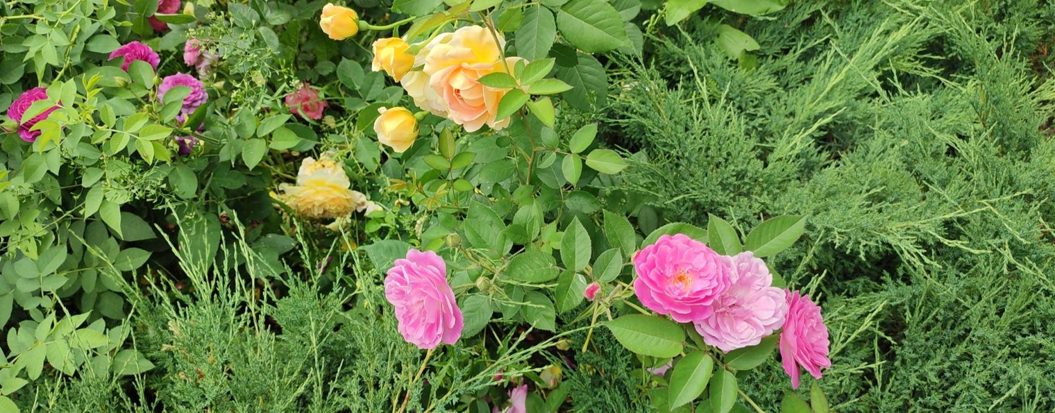 Дневник сеньоры Марины