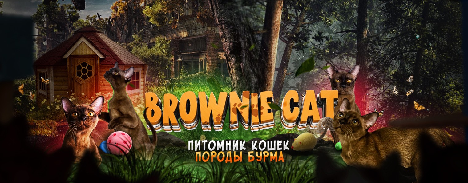 Питомник породы бурма BrownieCat