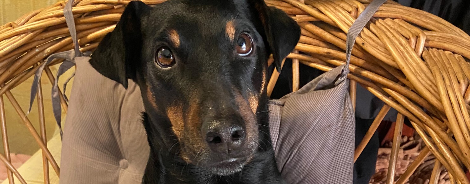 СОЛОВЬИ  НА ЮГЕ.