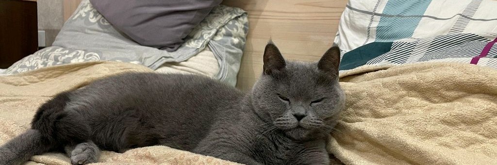 Майка И Лапка и Другийе Коты И Грызуны