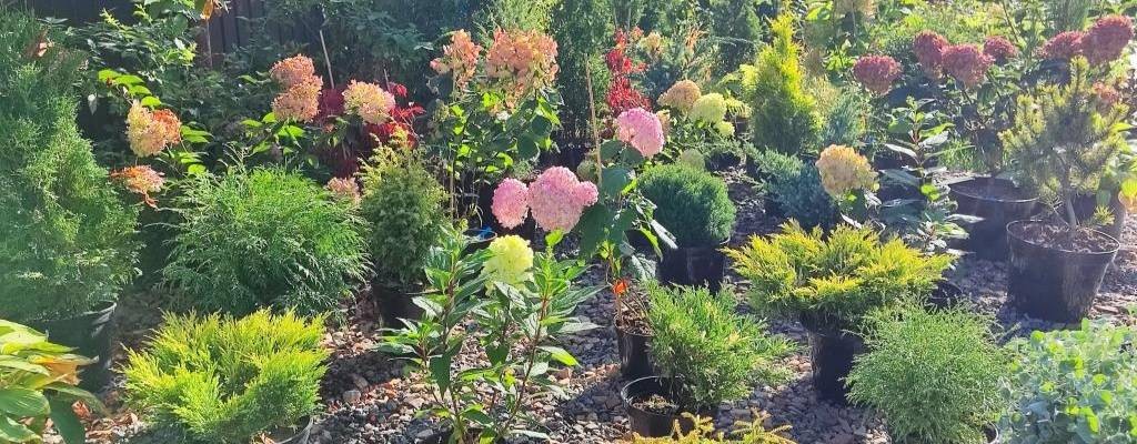 Питомник растений Ирины Кожевниковой, КираФлаур