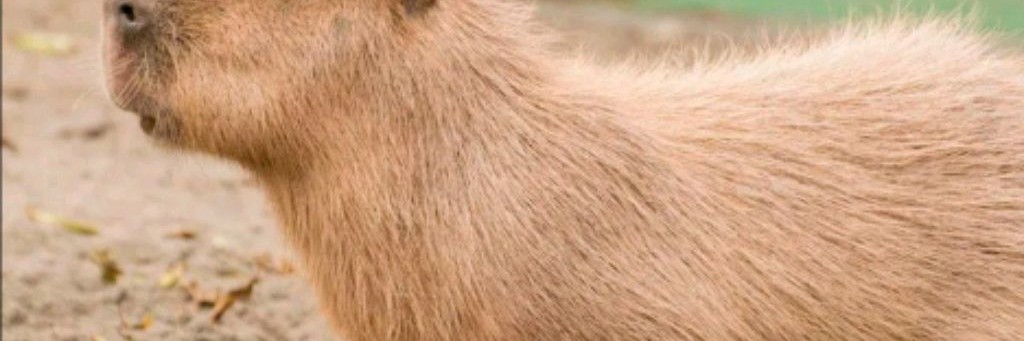 Шимик🫠🍓🎄