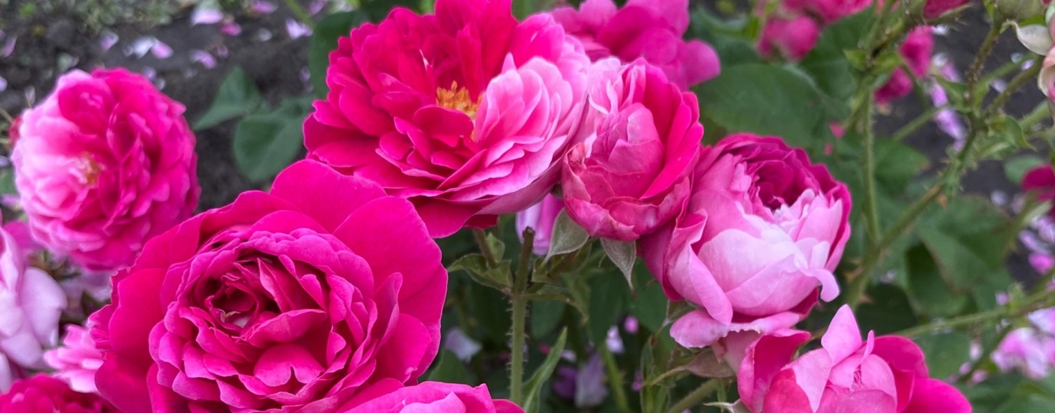 Светкина Мария.Огород на Средней Волге🍅🍓