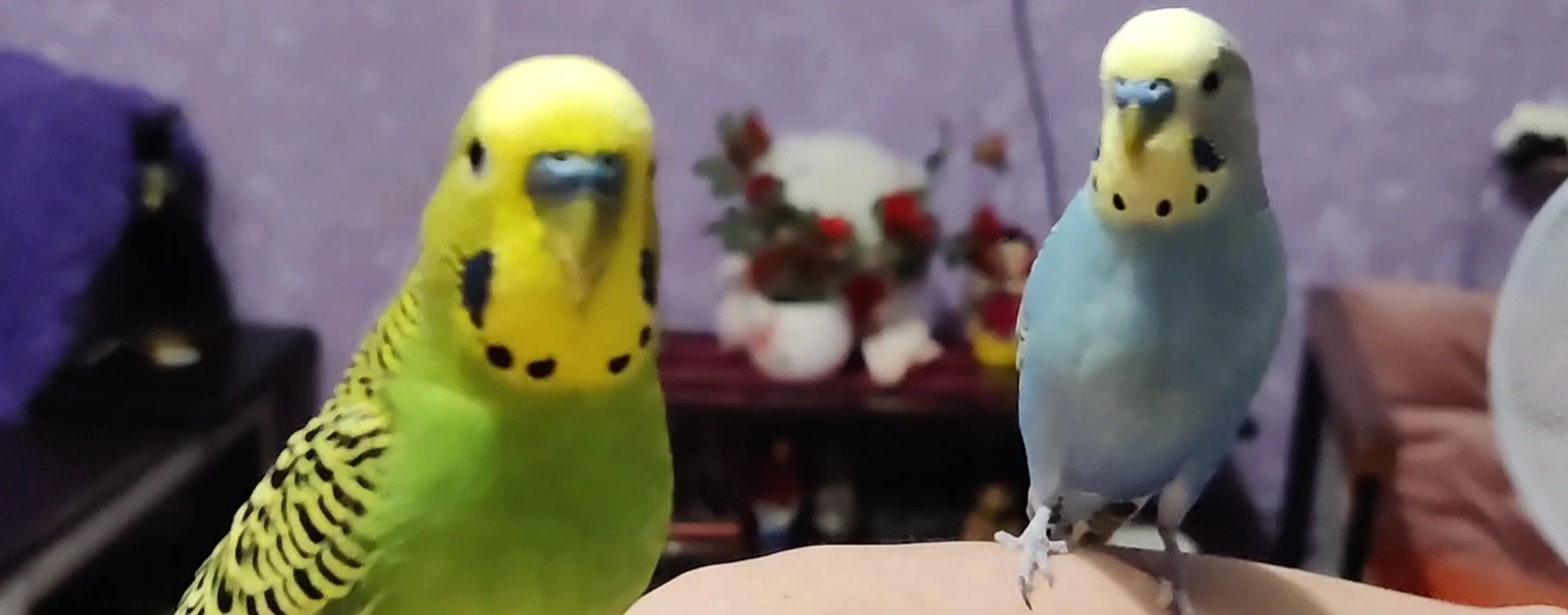 Будни птички