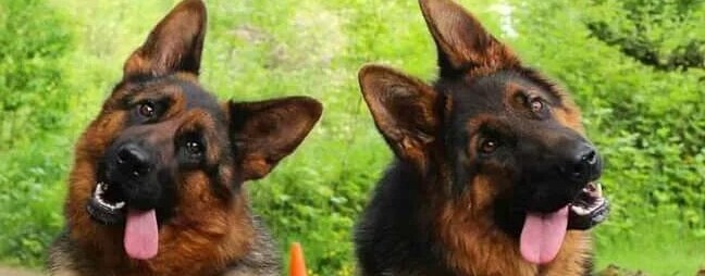 трикотанус