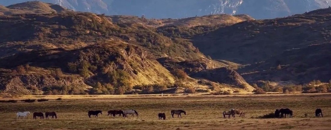 Абдурахман Мусаев