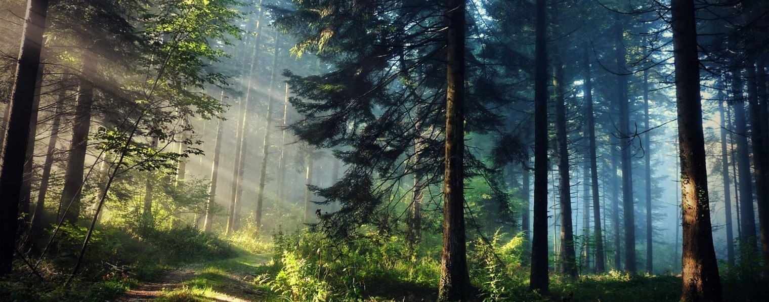 жизнь на земле