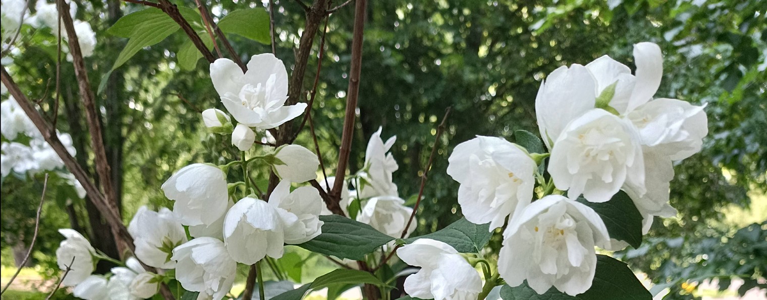 Наталья Сорокина