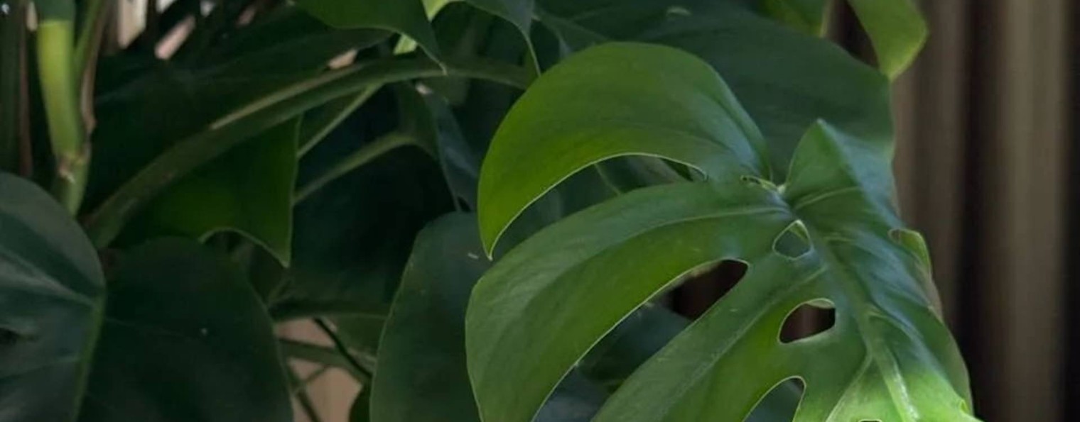 Дмитрий Костенко RM