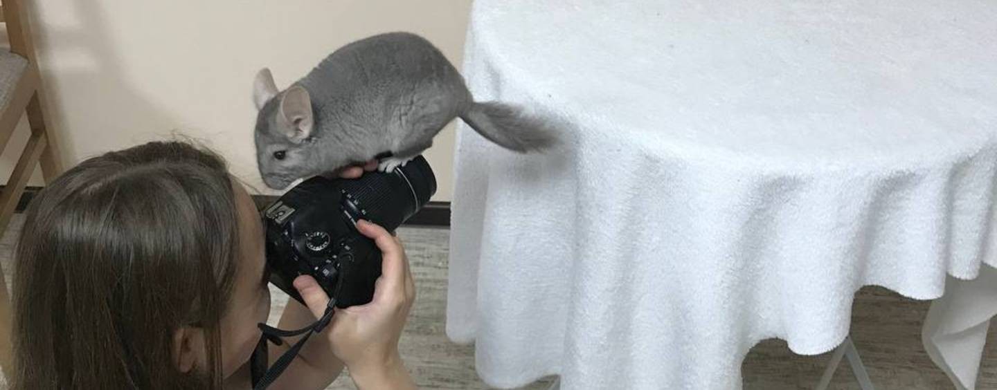 Питомник Шиншилл Барнаул