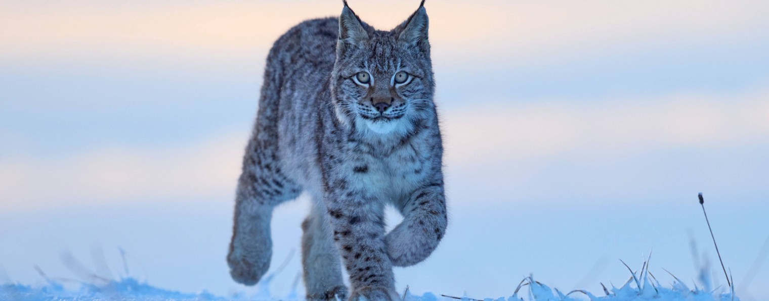 Коллектив Дружба