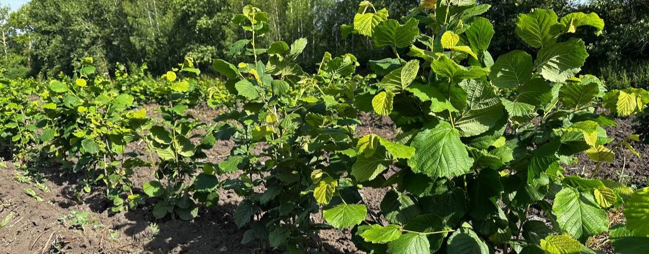 Кораблинские Фундуки