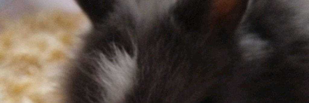 Игровой контент с кроликом.