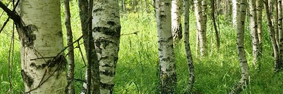 "ВАЛЕНОК" 🏡  ИЗБА В ДЕРЕВНЕ