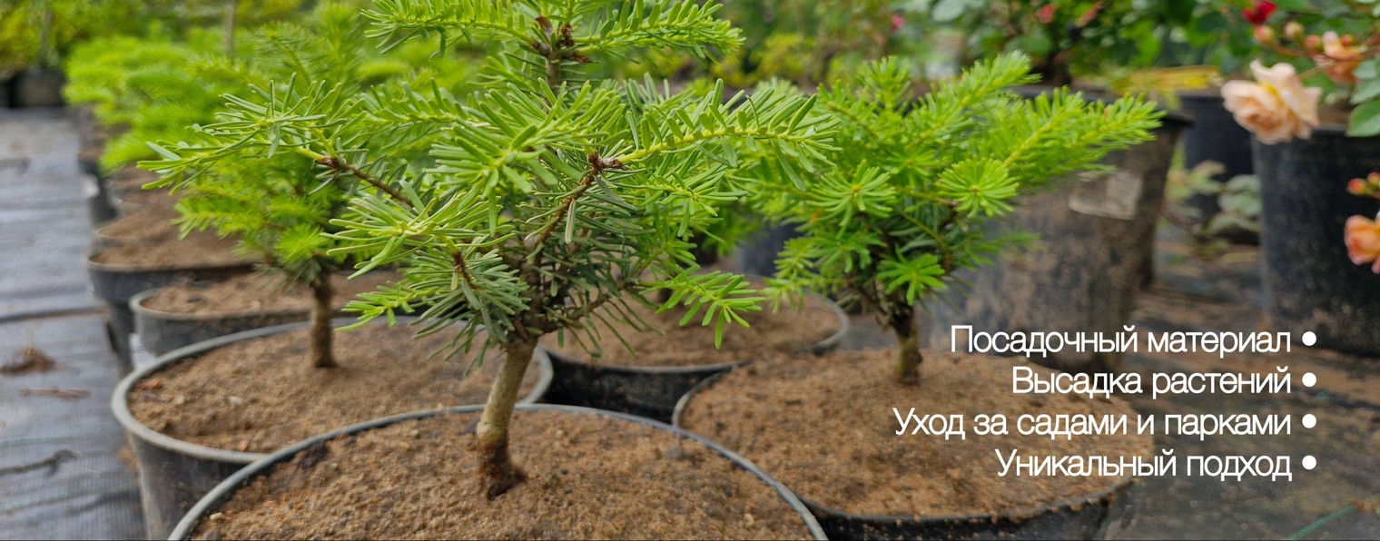 Родное Дерево! | Питомник растений