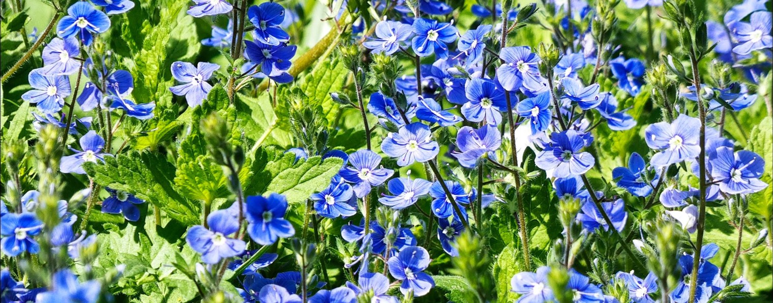 Валентина-173