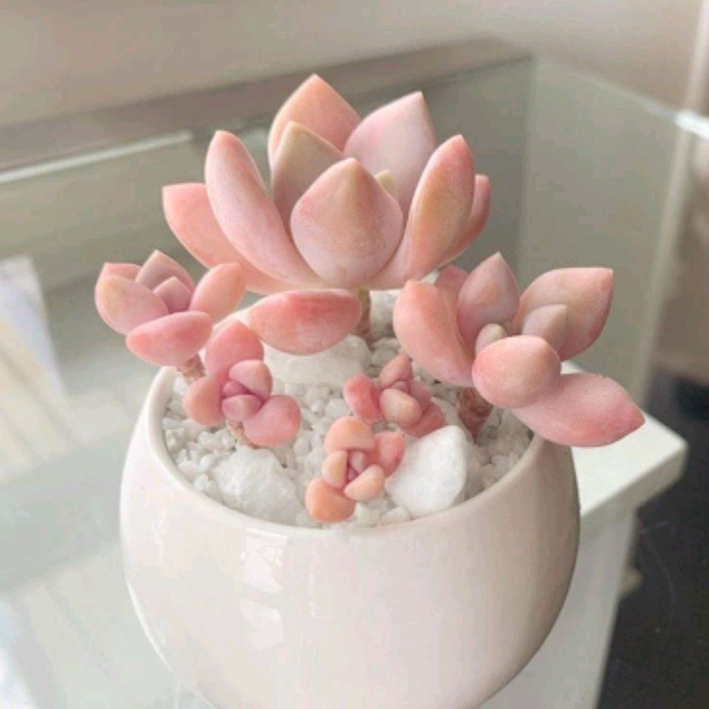 🧊Акваринка🧊🍋Лимонка🍋