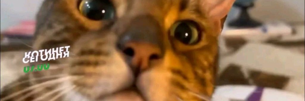 Крутой Барсик И Бро Буся КБ, И ББ