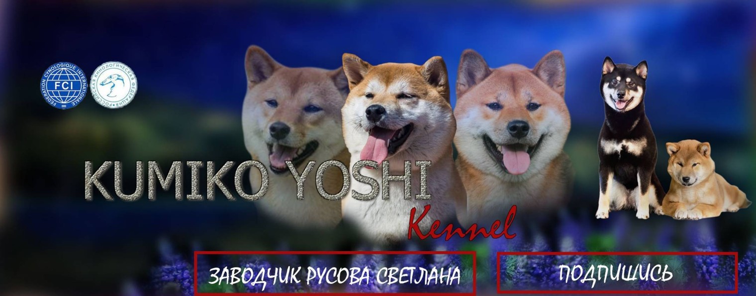 СИБА ИНУ KUMIKO YOSHI  ПИТОМНИК KENNEL