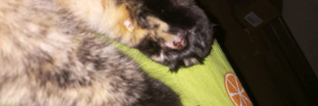 КСК "Ночь✰"