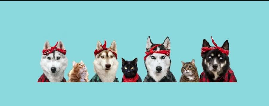 Собаки VS  Кошки