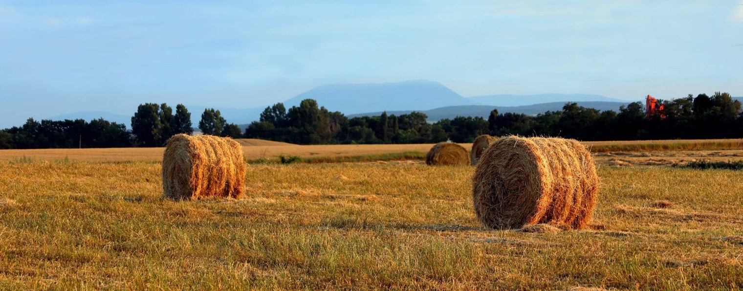 БФ "Островок милосердия"