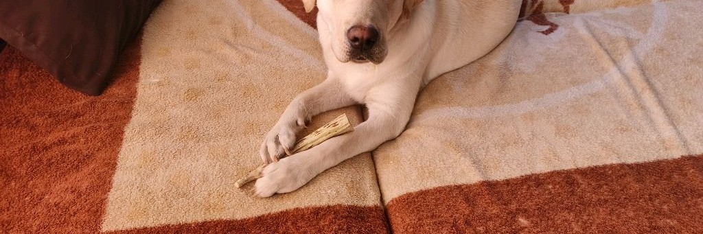 Лабрадор Зара .