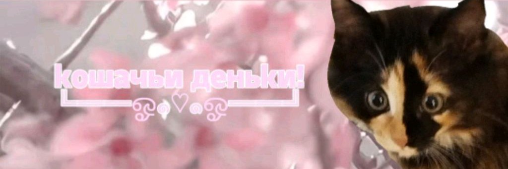 Кошачьи денёчки!