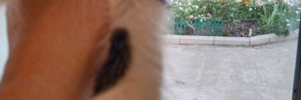 котоволк🐱+🐺 / квд/